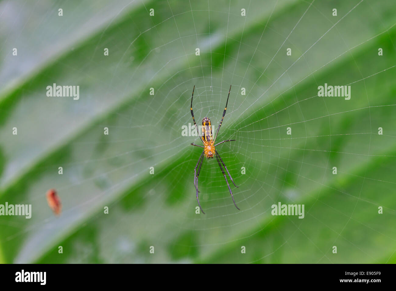 spider in forest, abstract in nature background Stock Photo - Alamy