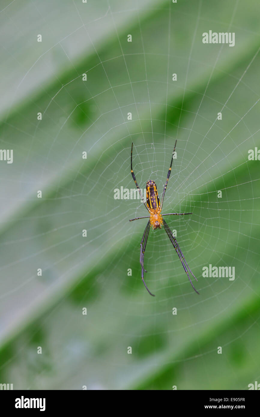 spider in forest, abstract in nature background Stock Photo - Alamy