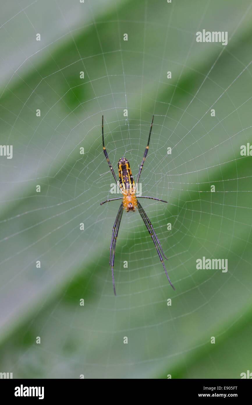 Spider in forest hi-res stock photography and images - Alamy