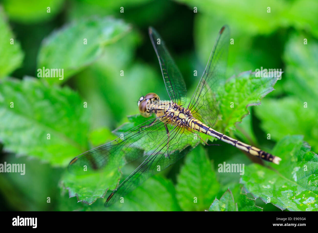 Vestigial Wing High Resolution Stock Photography and Images - Alamy