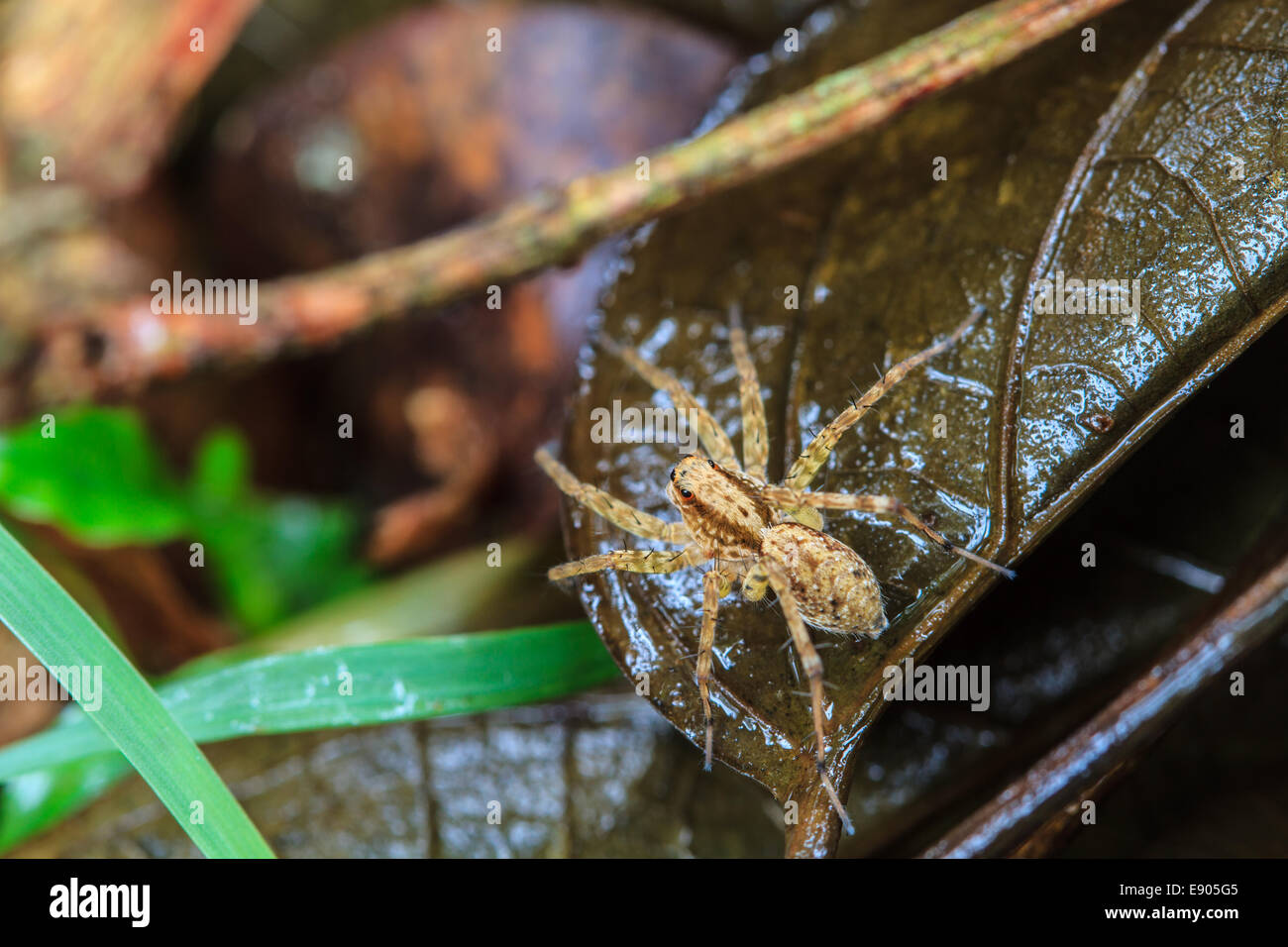 spider in forest, abstract in nature background Stock Photo - Alamy