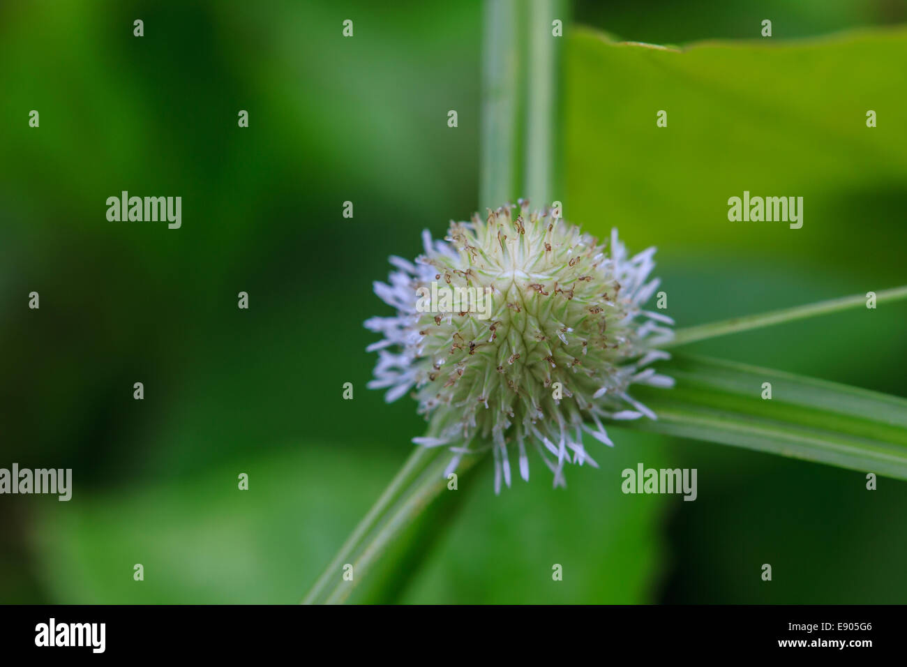 beautiful wild flower in forest, nature background Stock Photo - Alamy