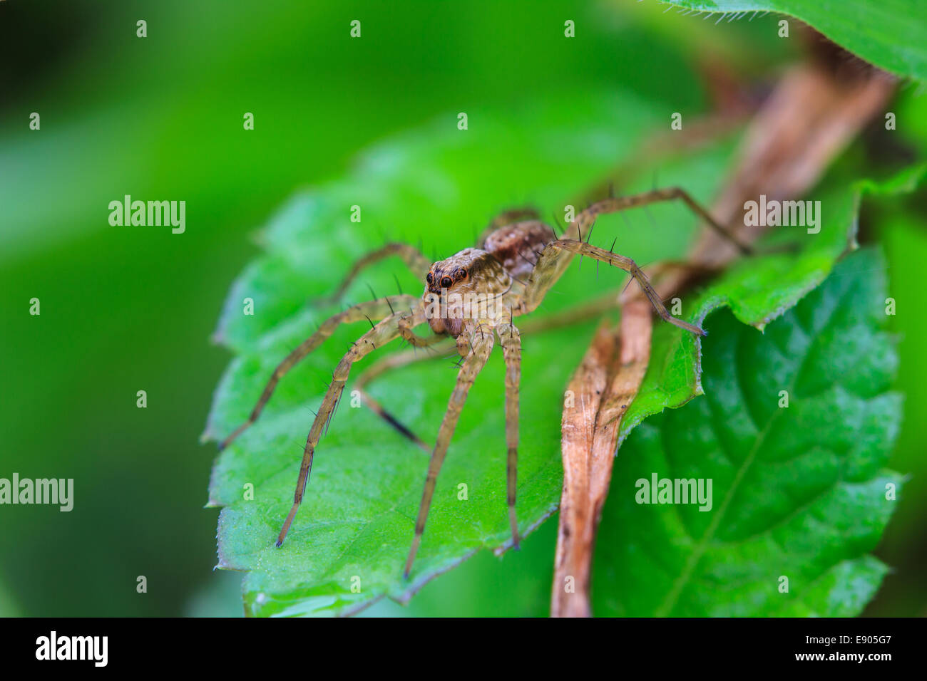 Spider in forest hi-res stock photography and images - Alamy