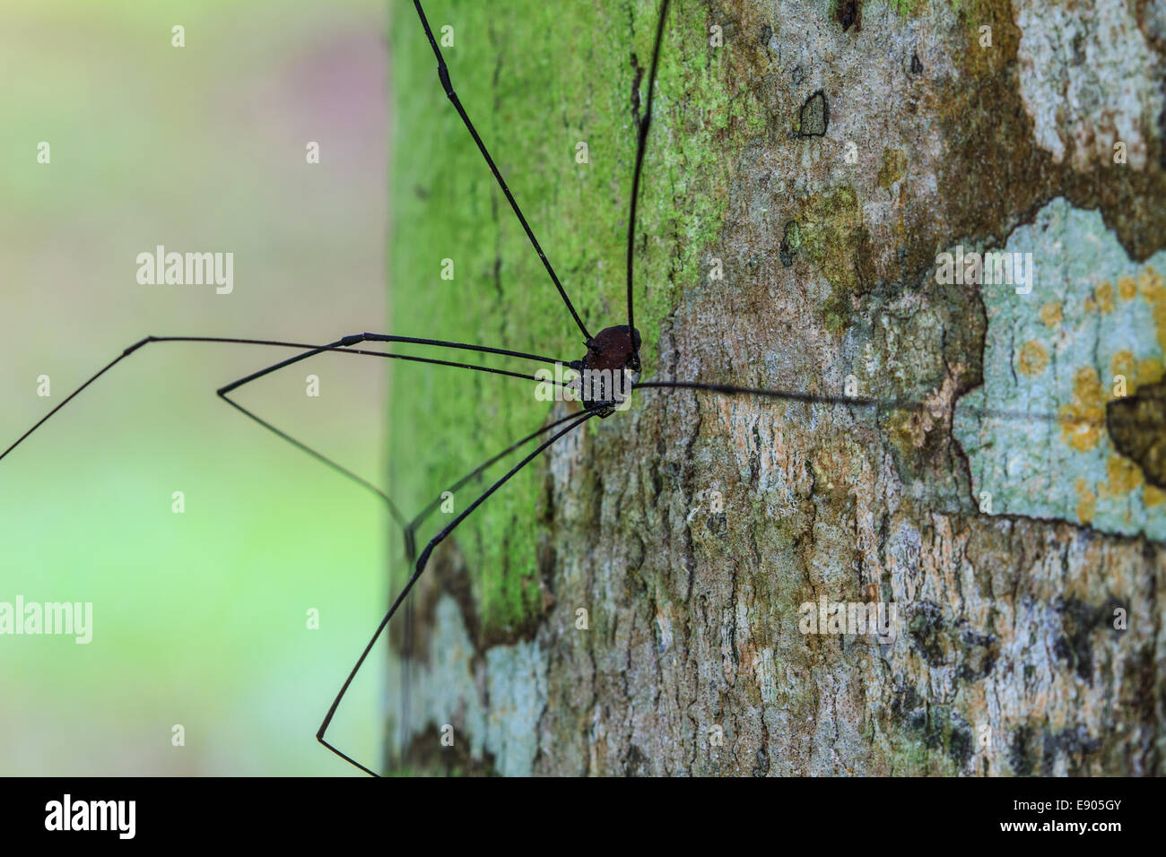 Close up daddy long legs spider hi-res stock photography and images - Alamy