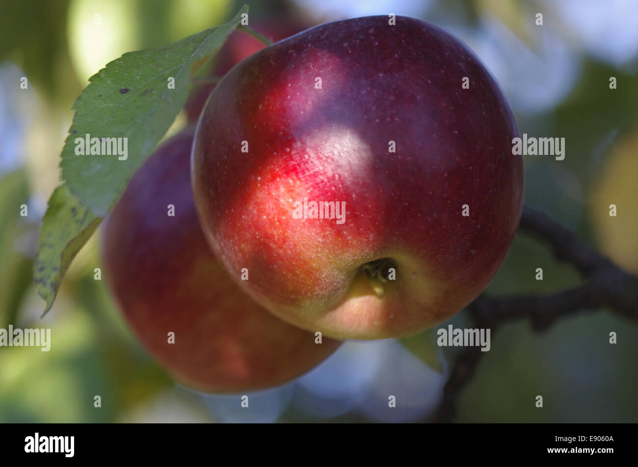 Canopy apple tree hi-res stock photography and images - Alamy