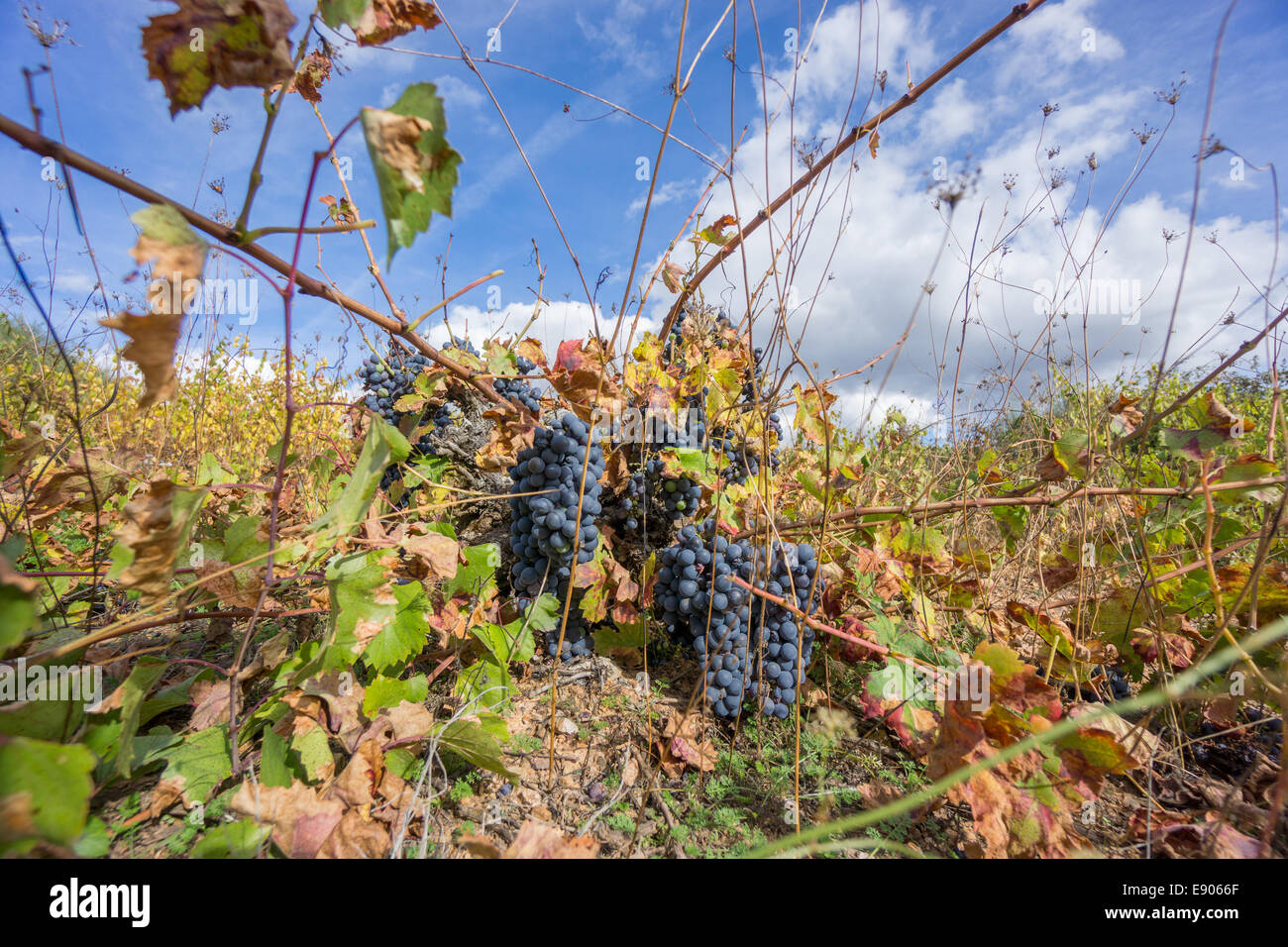 Blue sky over grapevine field hi-res stock photography and images - Alamy