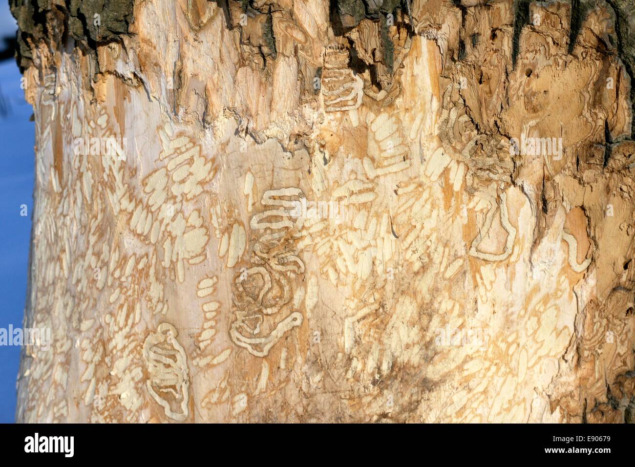 Ash tree with emerald ash borer damage revealed by beaver gnawing ...