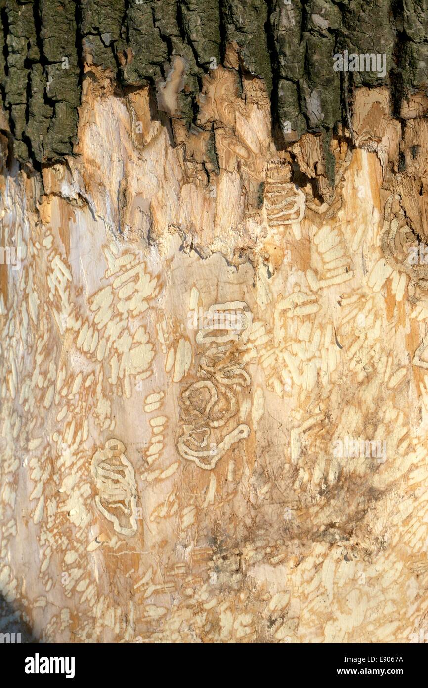 Ash tree with emerald ash borer damage revealed by beaver gnawing ...