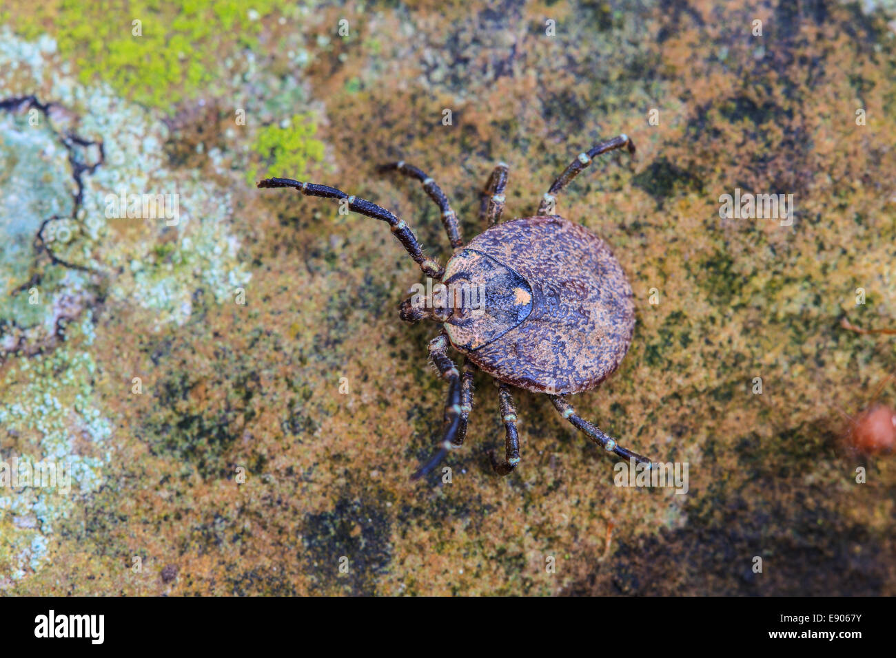 Tick insect hi-res stock photography and images - Alamy