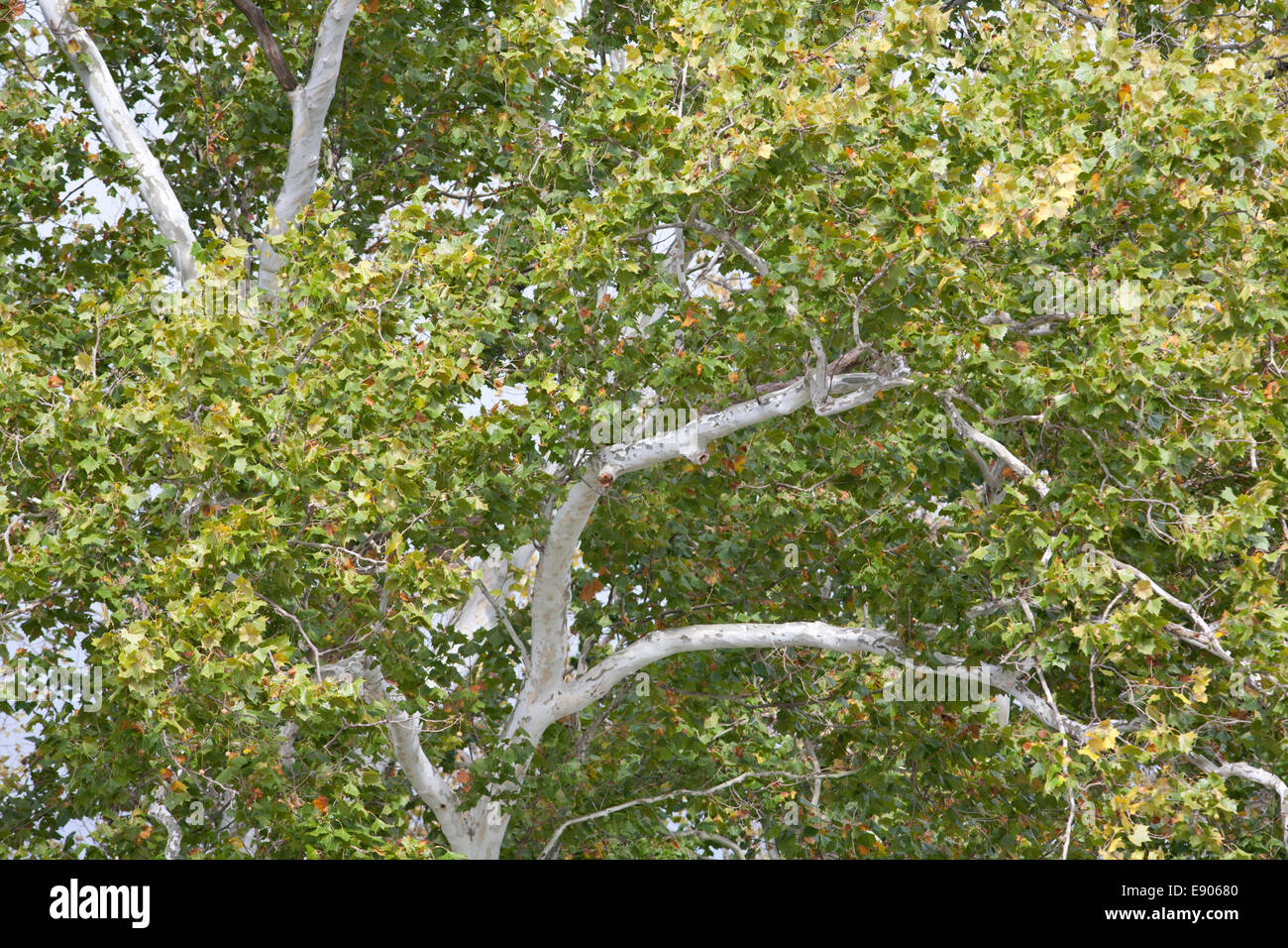 Sycamore tree and branches Stock Photo - Alamy