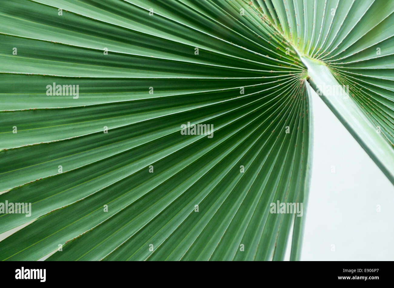 Green fronds of a fan palm tree and texture of leaves Stock Photo - Alamy