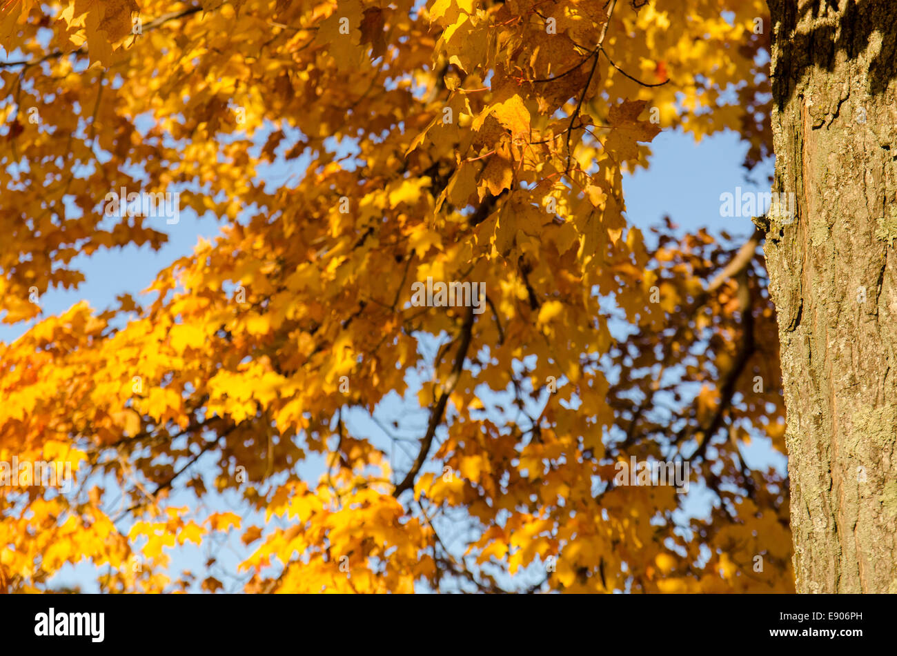 Vibrant and colorful leaves during fall season Stock Photo - Alamy