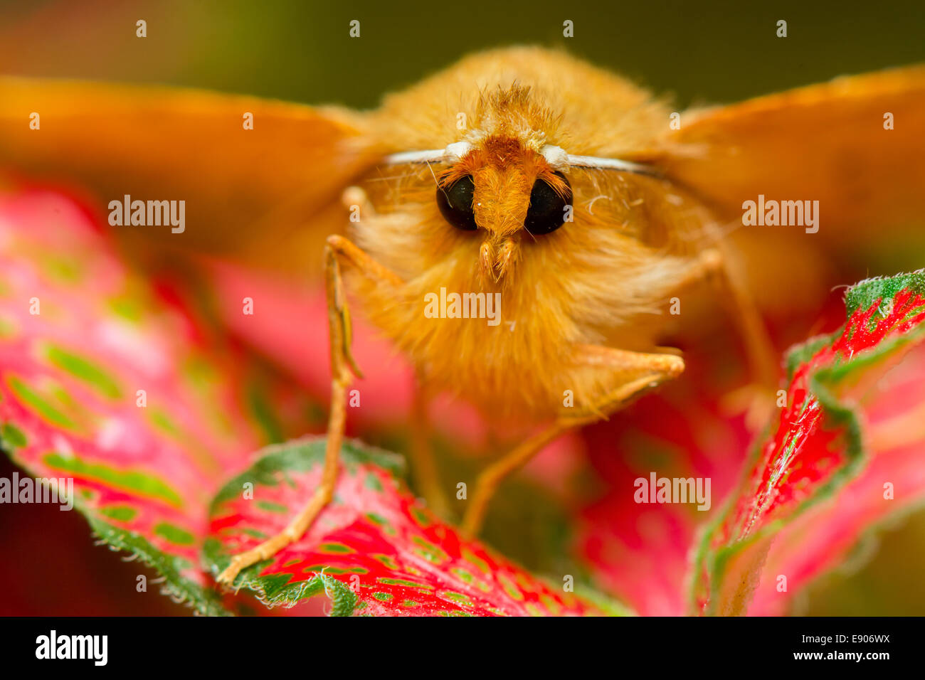 Moth detail hi-res stock photography and images - Alamy