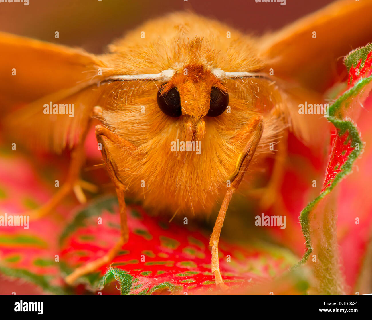 Moth closeup hi-res stock photography and images - Alamy