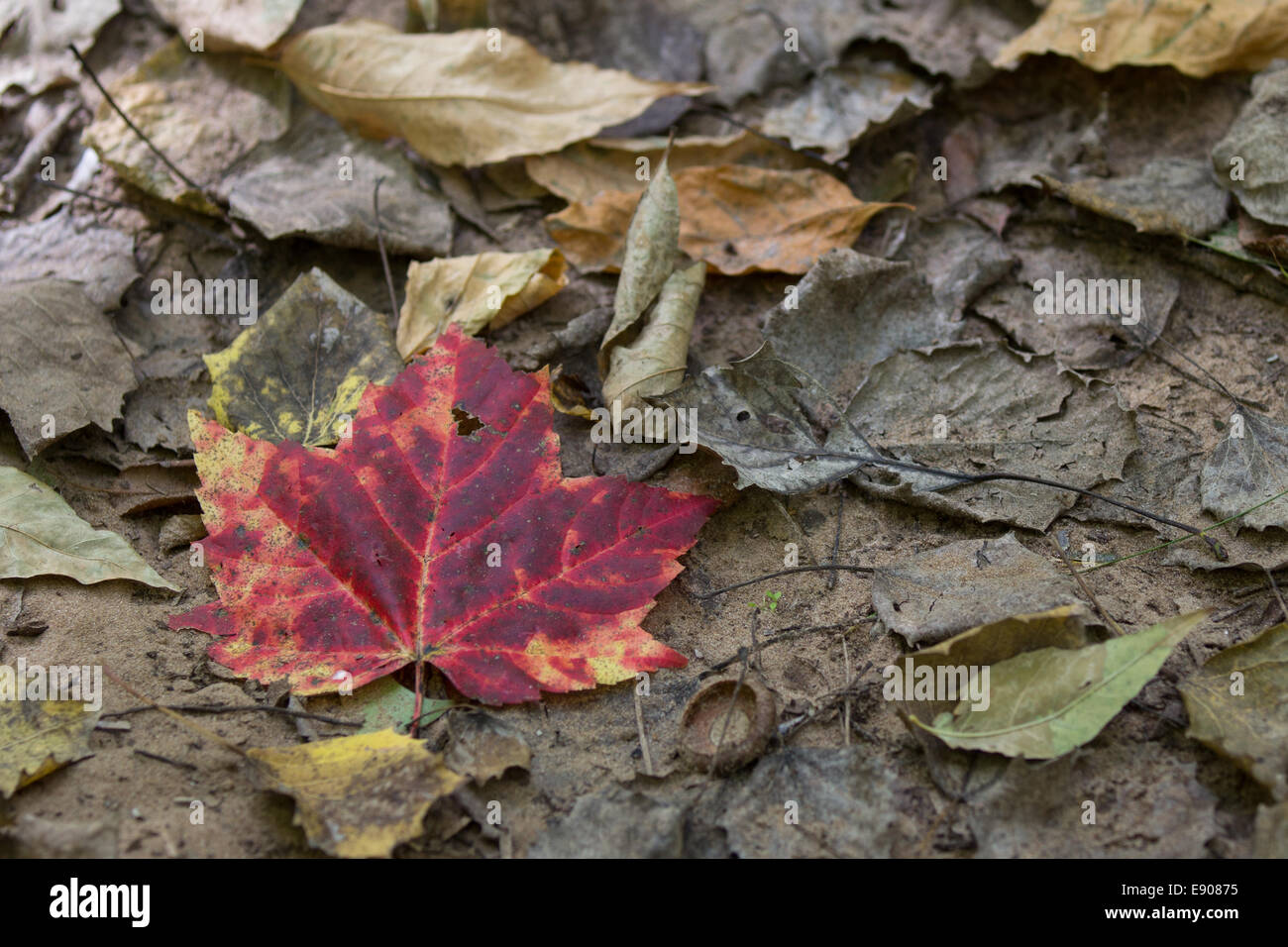Leaf fall decomposition hi-res stock photography and images - Alamy