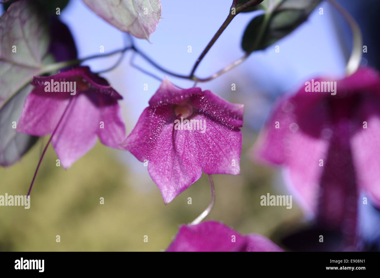Pink bell flowers hi-res stock photography and images - Alamy