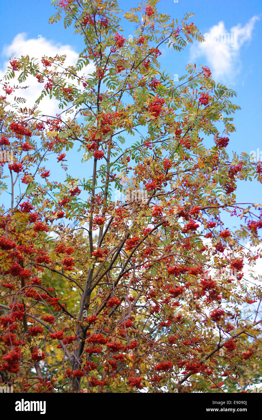 ashberry at dry sunny day Stock Photo - Alamy