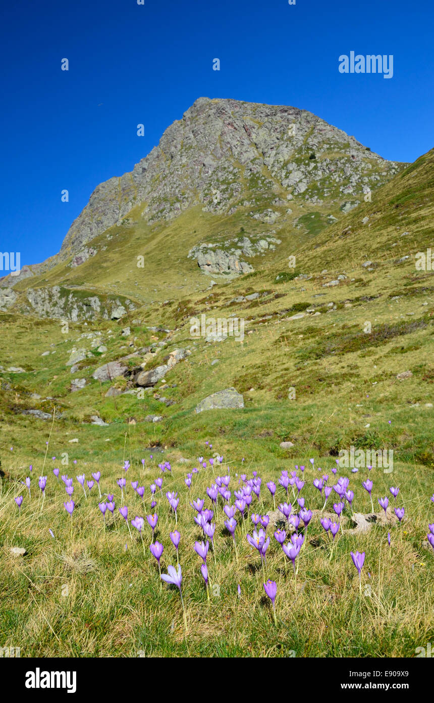 Flowering valley in the autumn Atlantic Pyrenees Stock Photo - Alamy