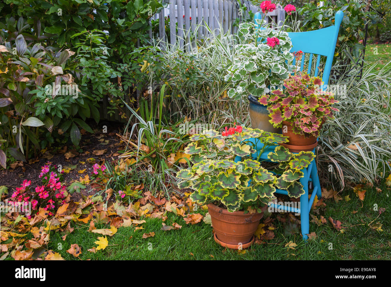 Ornamental fancy leaf geraniums on a turquoise garden chair Stock Photo ...
