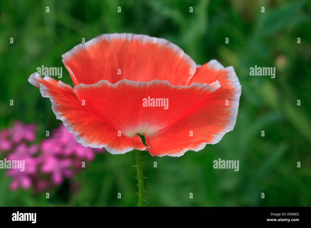 Pink poppy flower field hi-res stock photography and images - Alamy