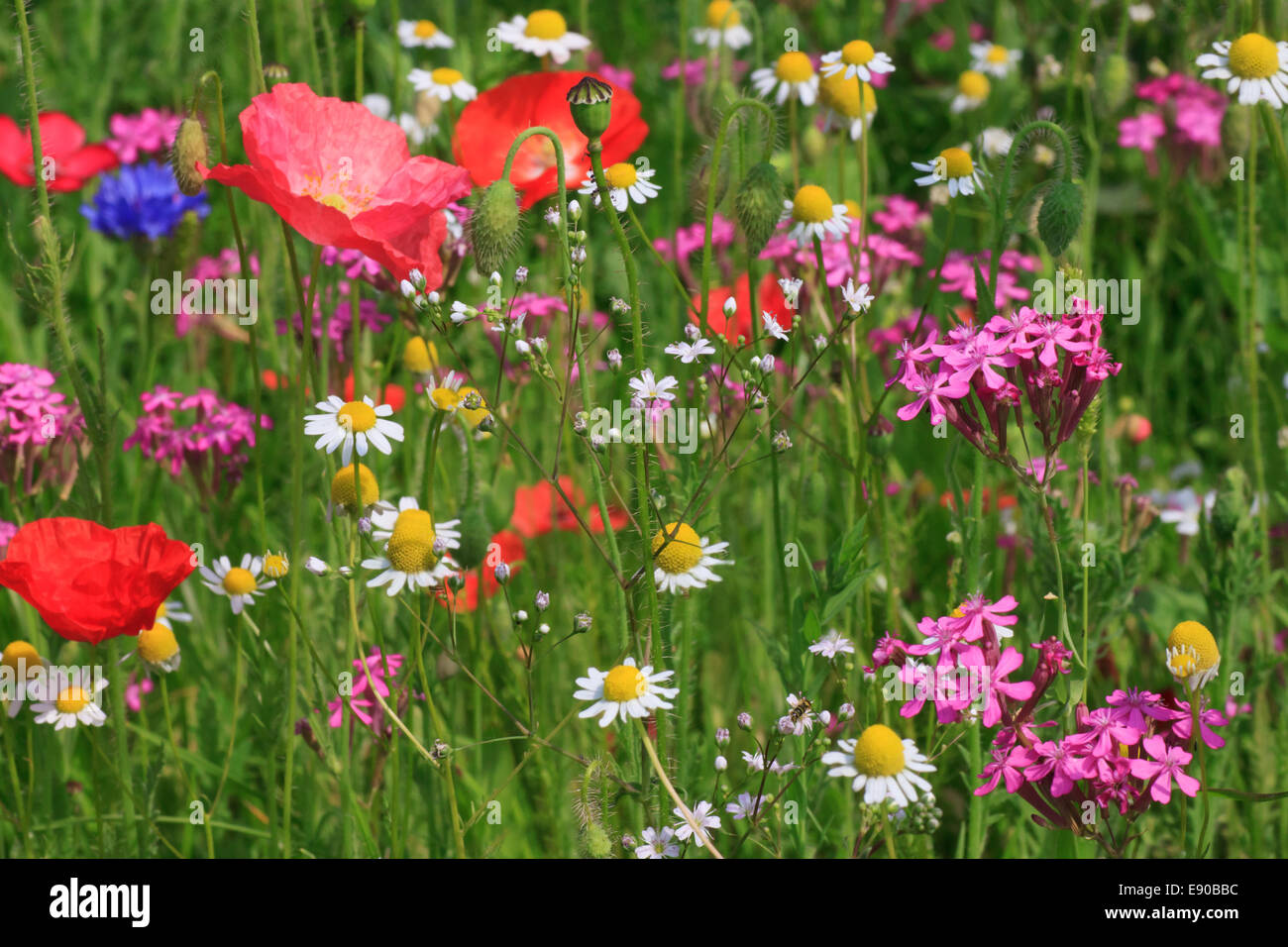 a lot of flowers on meadow Stock Photo - Alamy