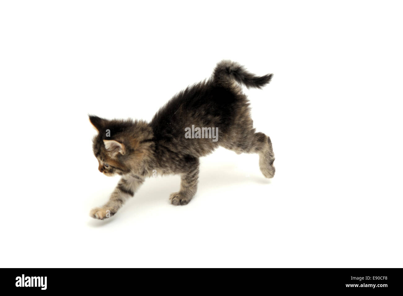 Gray Kitten Running Stock Photo - Alamy