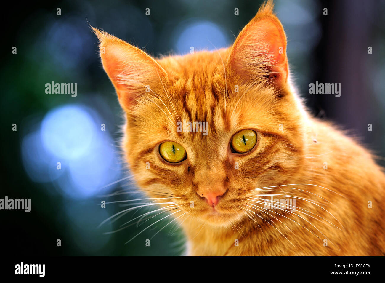 Orange tiger cat hi-res stock photography and images - Alamy