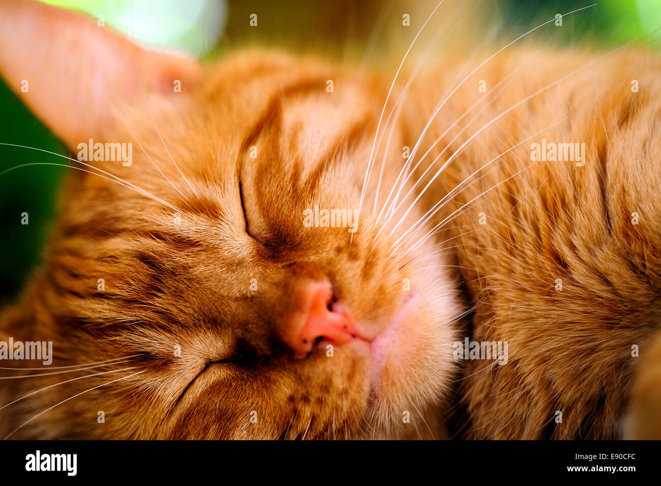 Sleeping Orange Cat Stock Photo - Alamy