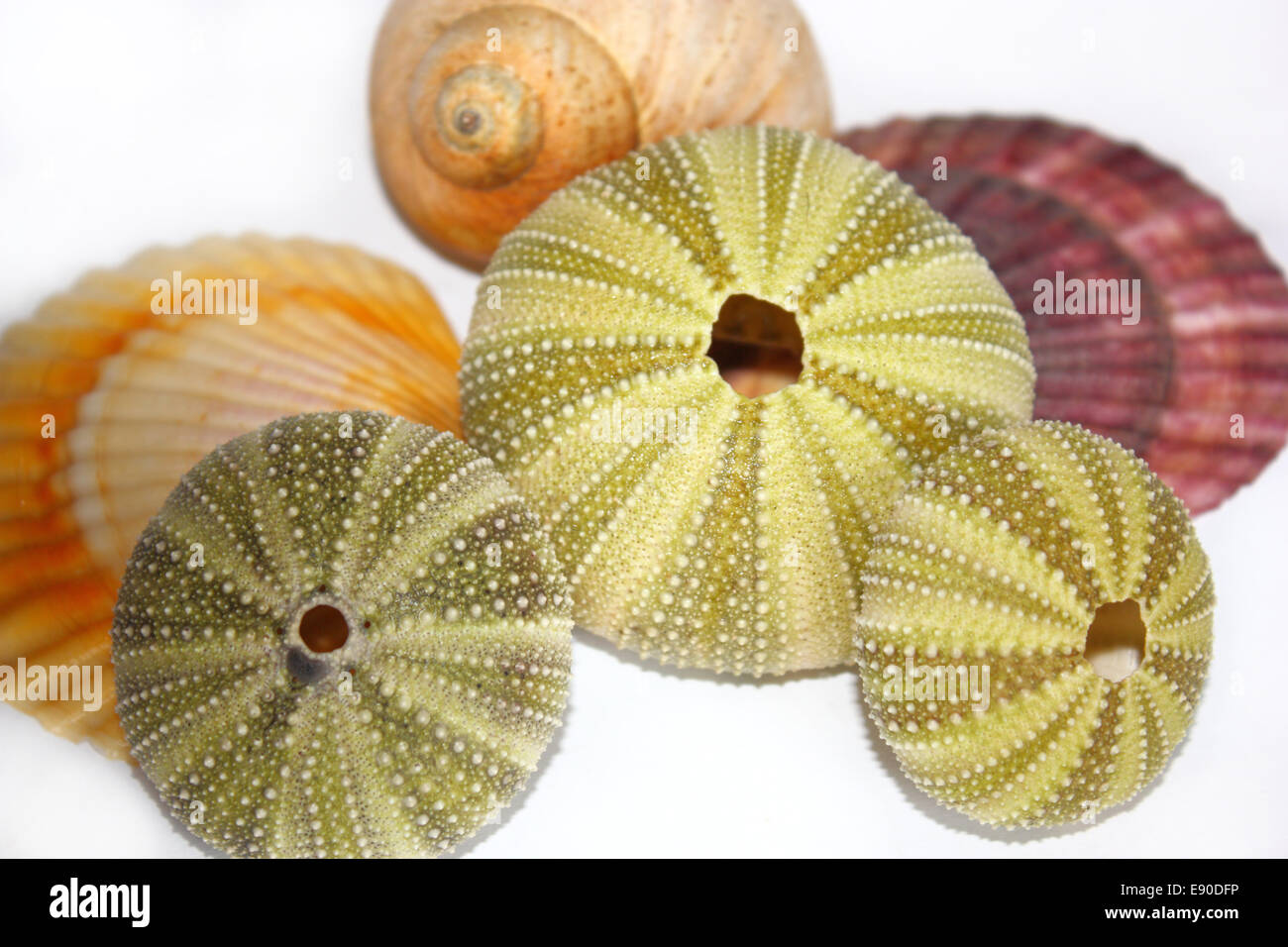Send and sea hedgehog fossil Stock Photo - Alamy