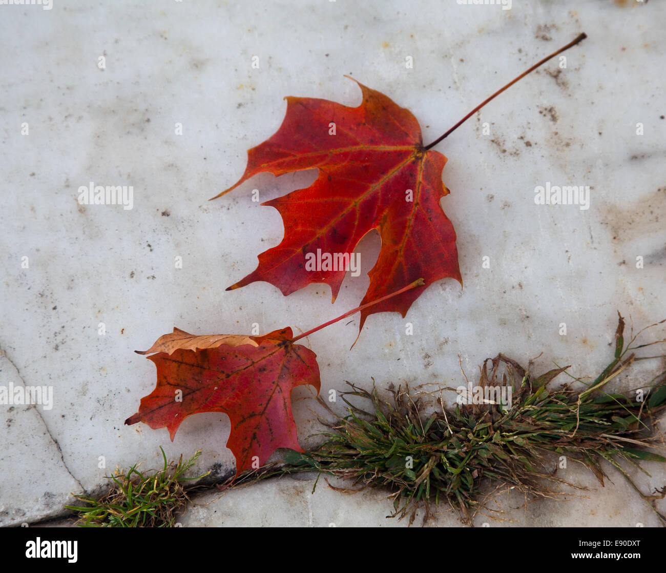 Maple leaves on marble path Stock Photo - Alamy