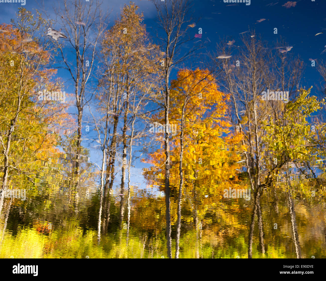 Reflection of fall leaves Stock Photo - Alamy