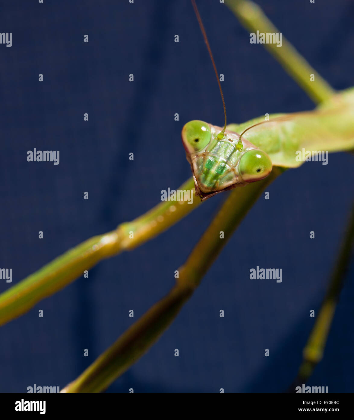 Praying Mantis head Stock Photo - Alamy