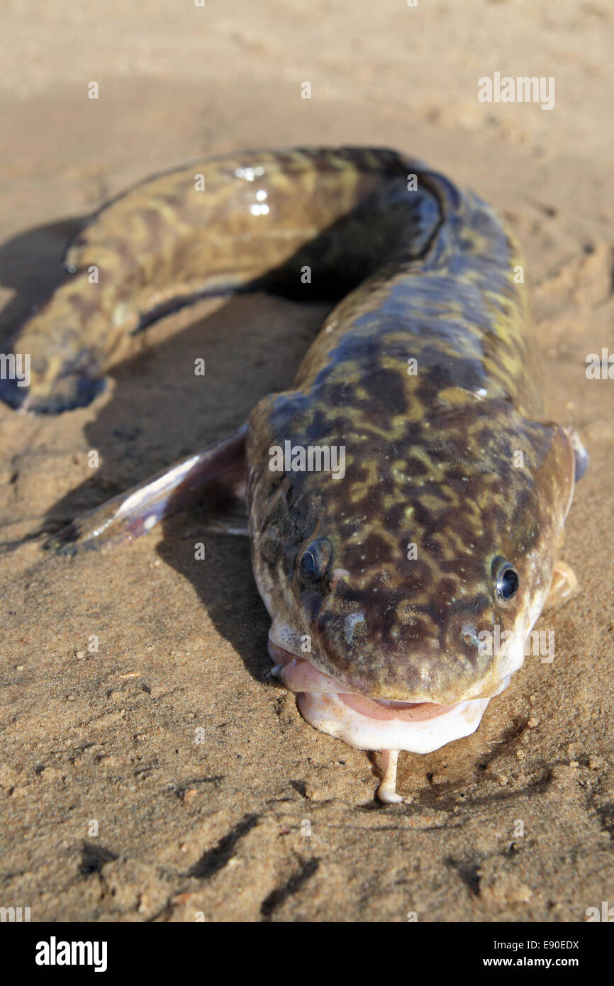 Burbot fish hi-res stock photography and images - Alamy