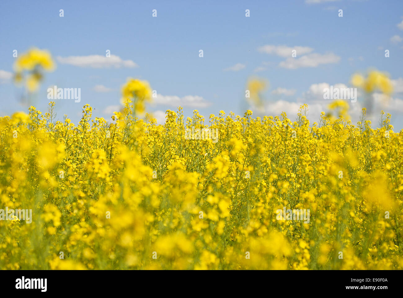 Rapeseed biodiesel hi-res stock photography and images - Alamy