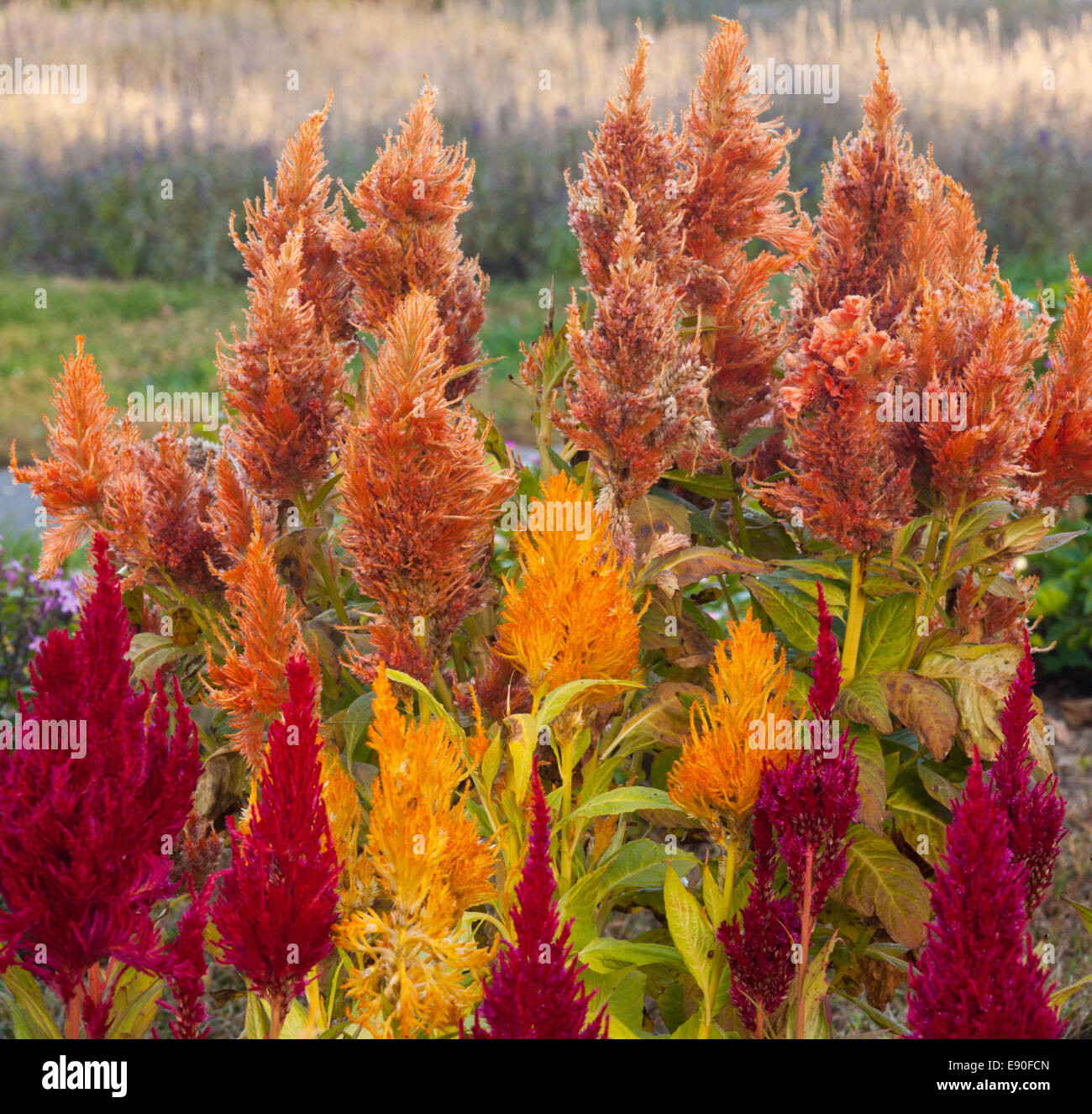 Plumed hi-res stock photography and images - Alamy