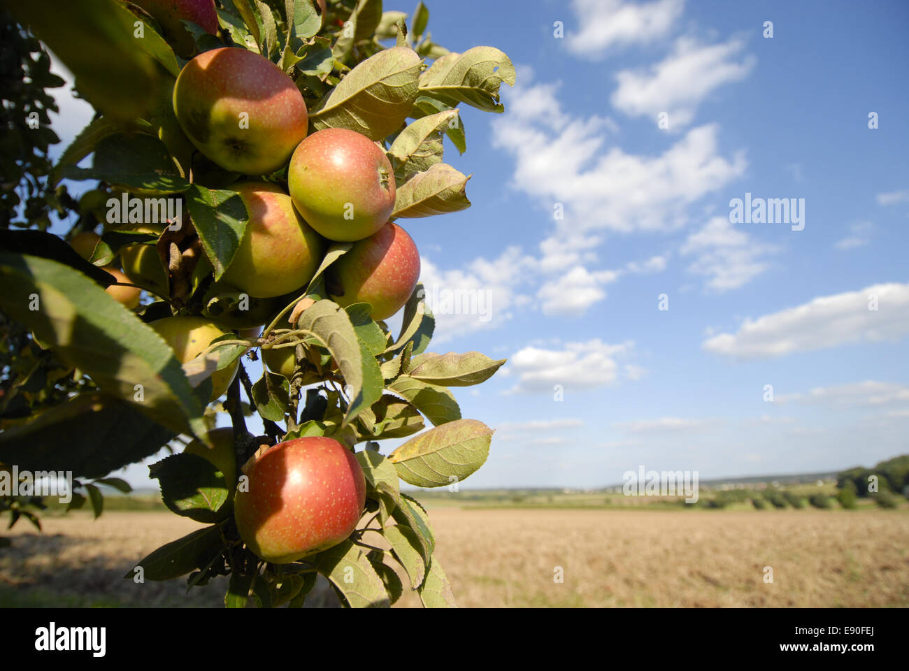 Apples rot tree hi-res stock photography and images - Alamy
