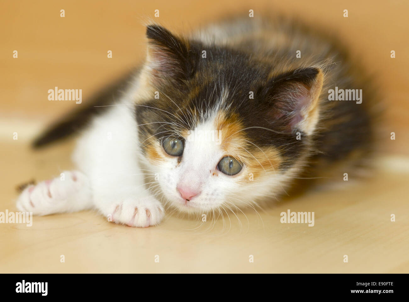 Kitten Stock Photo - Alamy