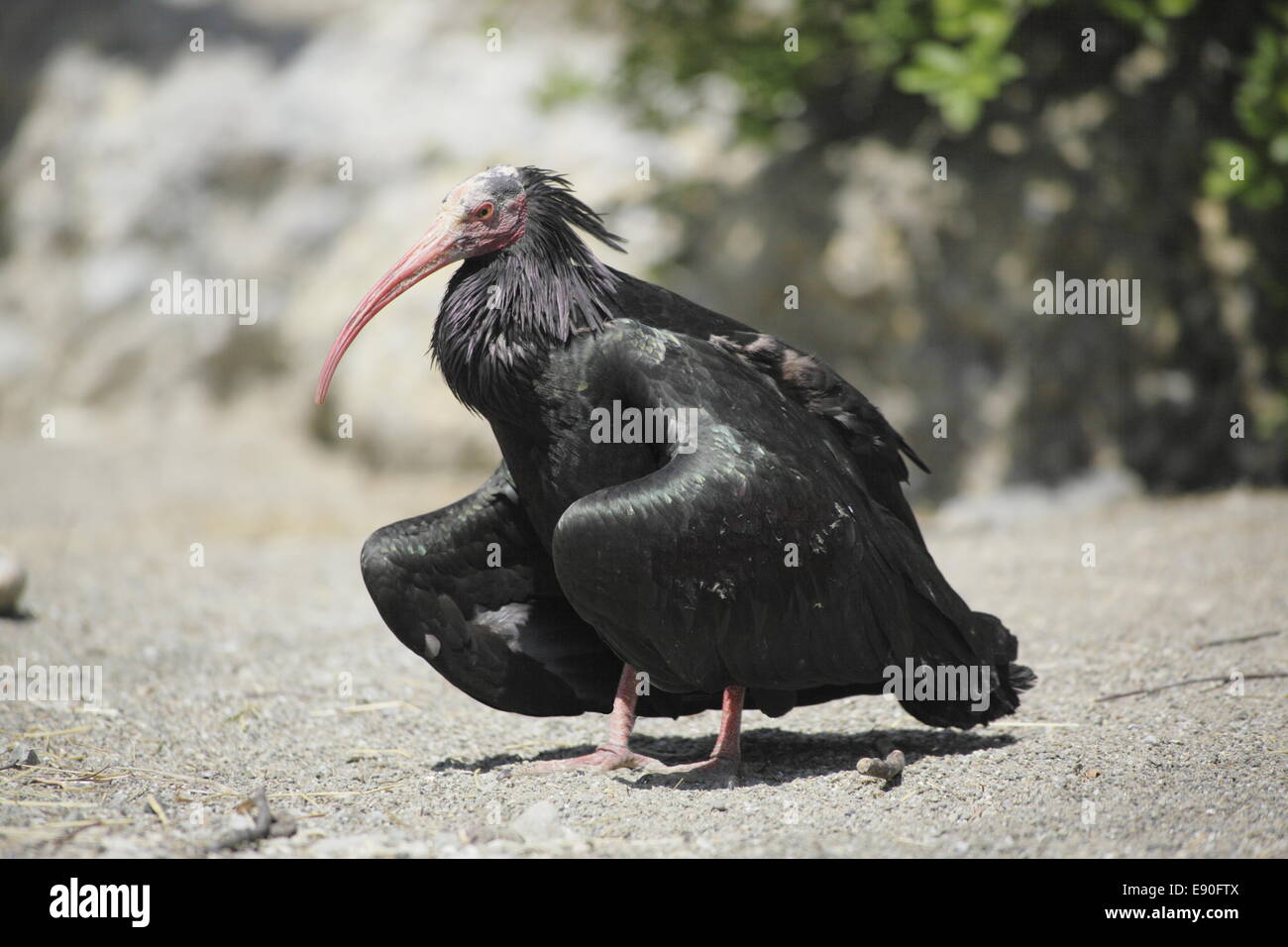 Bird head hi-res stock photography and images - Alamy