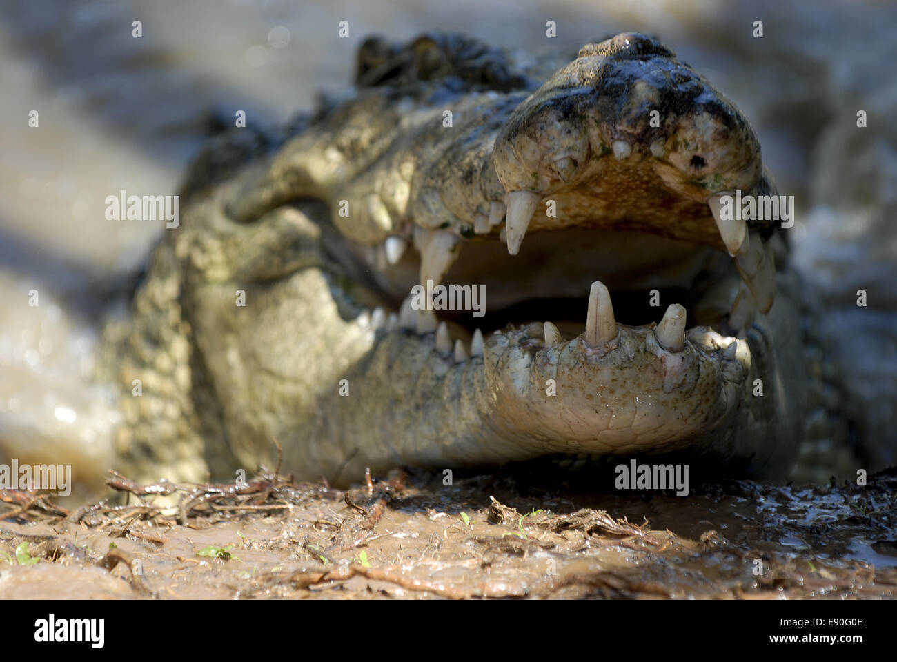 Krokodil australien hi-res stock photography and images - Alamy