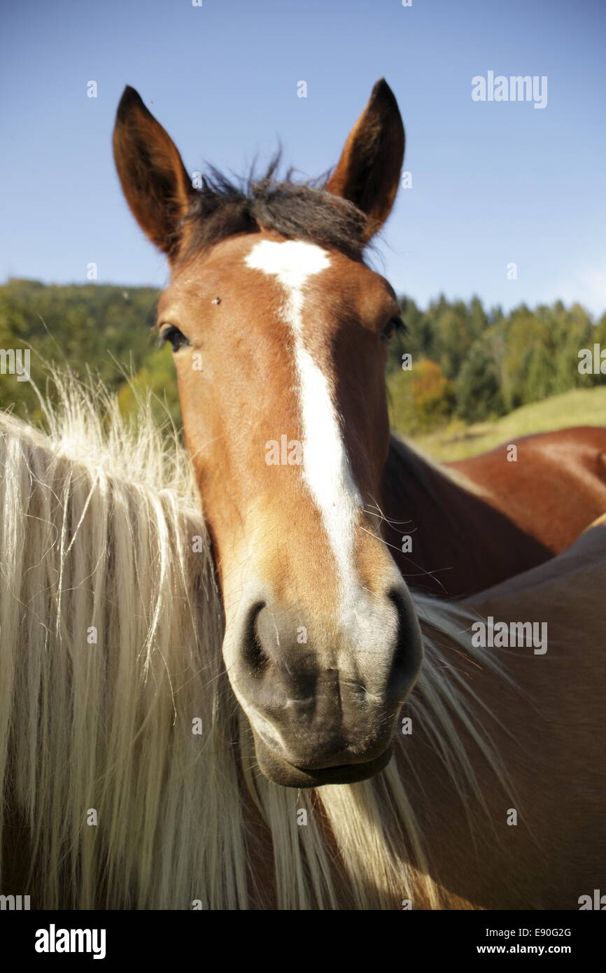 Legs over shoulder hi-res stock photography and images - Alamy
