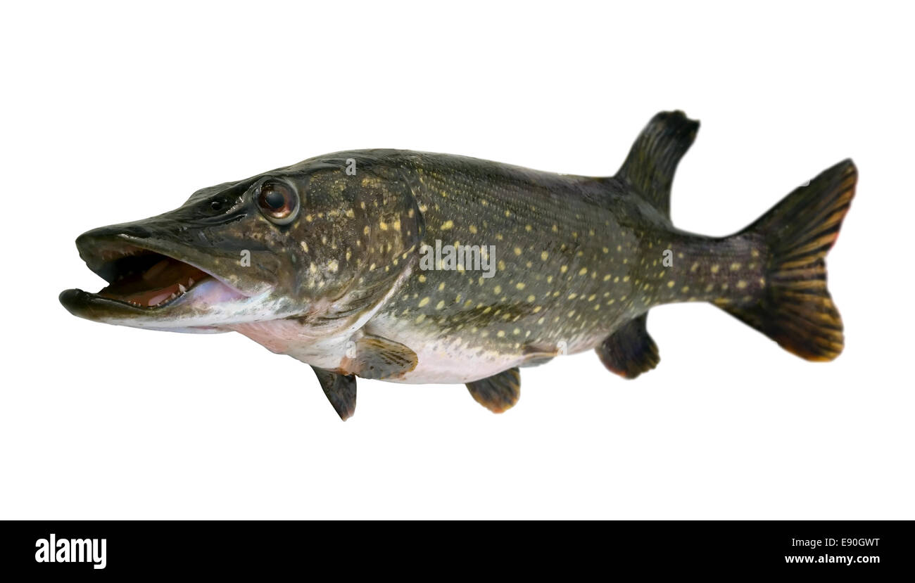 Northern pike underwater Cut Out Stock Images & Pictures - Alamy