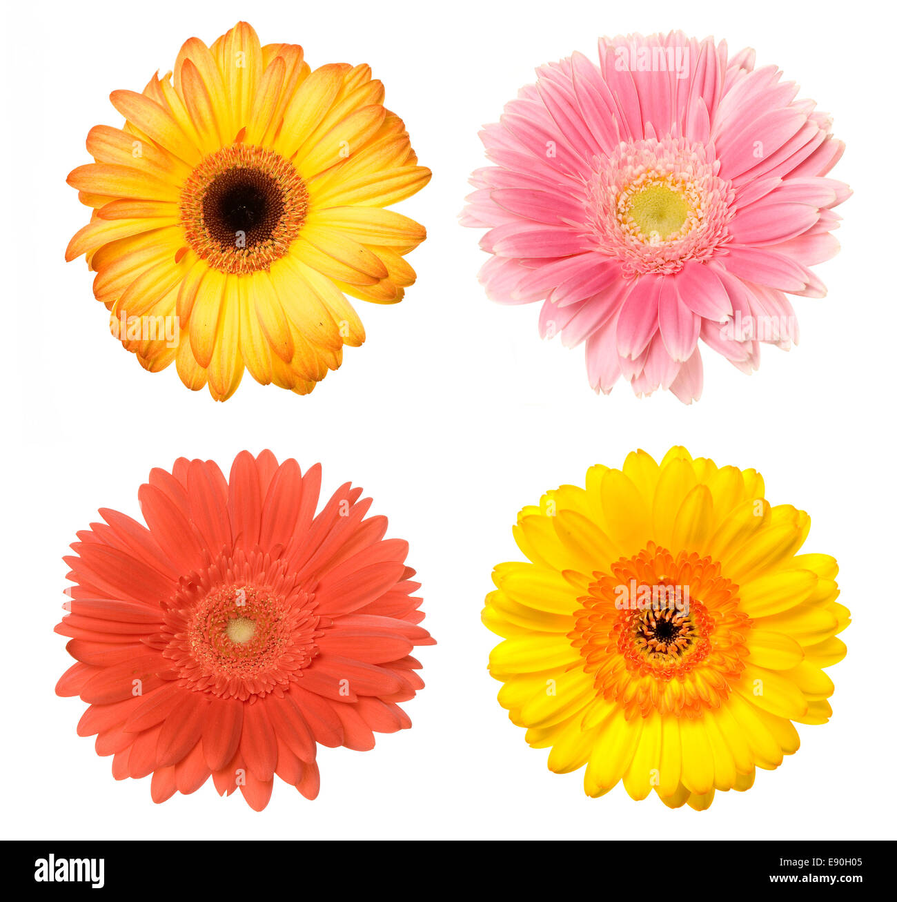 Gerbera seeds hi-res stock photography and images - Alamy