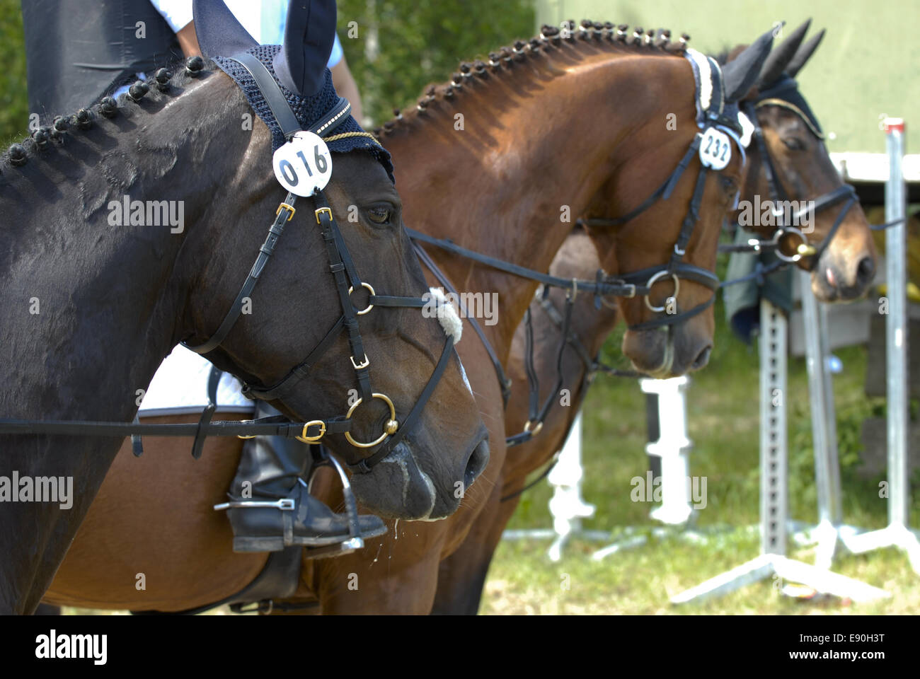 Show jumping hi-res stock photography and images - Alamy