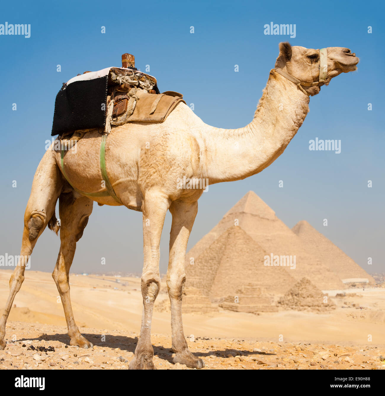 Camel Pyramids Giza All Together Stock Photo - Alamy