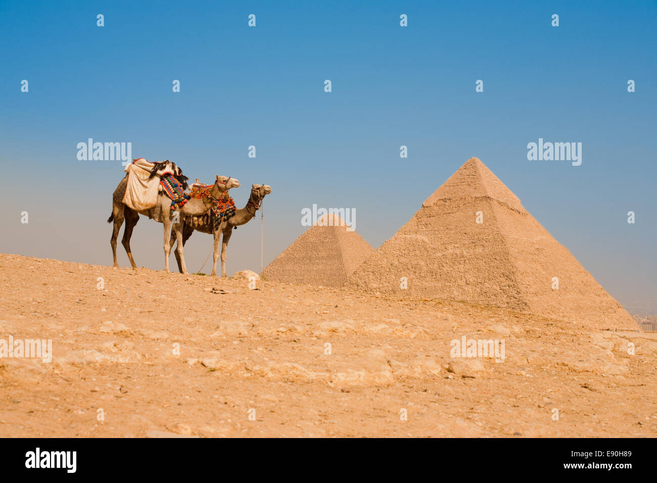 The pyramid of khufu with camels hi-res stock photography and images - Alamy