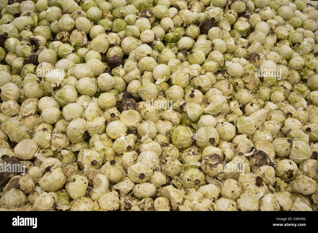 sheep and cabbage Stock Photo - Alamy