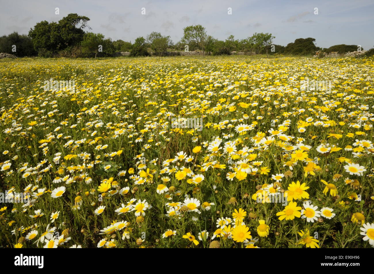 Flowers on Mallorca Stock Photo - Alamy