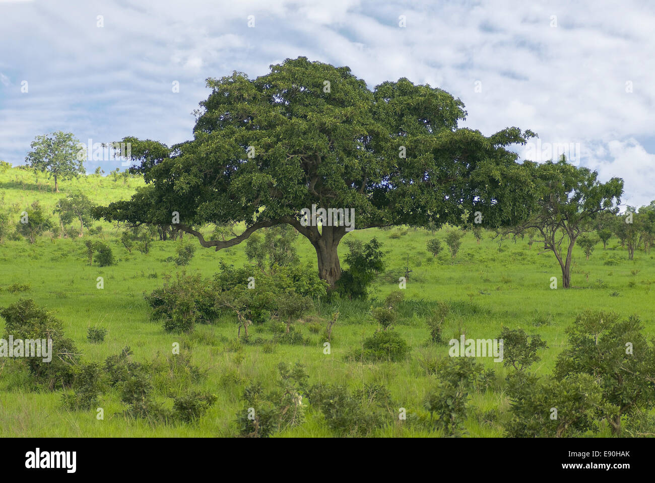 Tree in tanzania hi-res stock photography and images - Alamy
