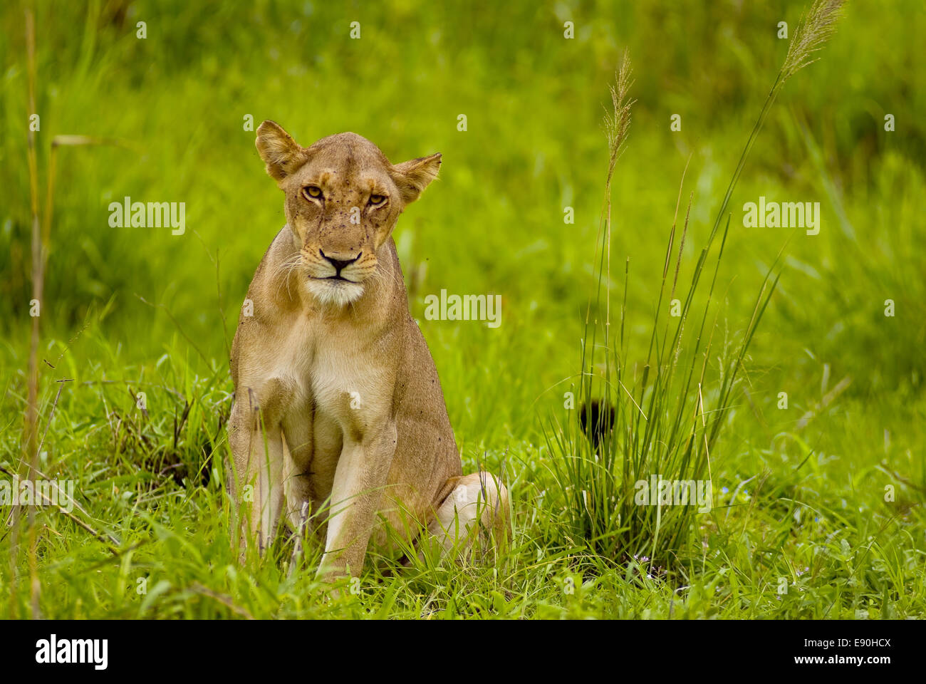 Jäger löwe hi-res stock photography and images - Alamy