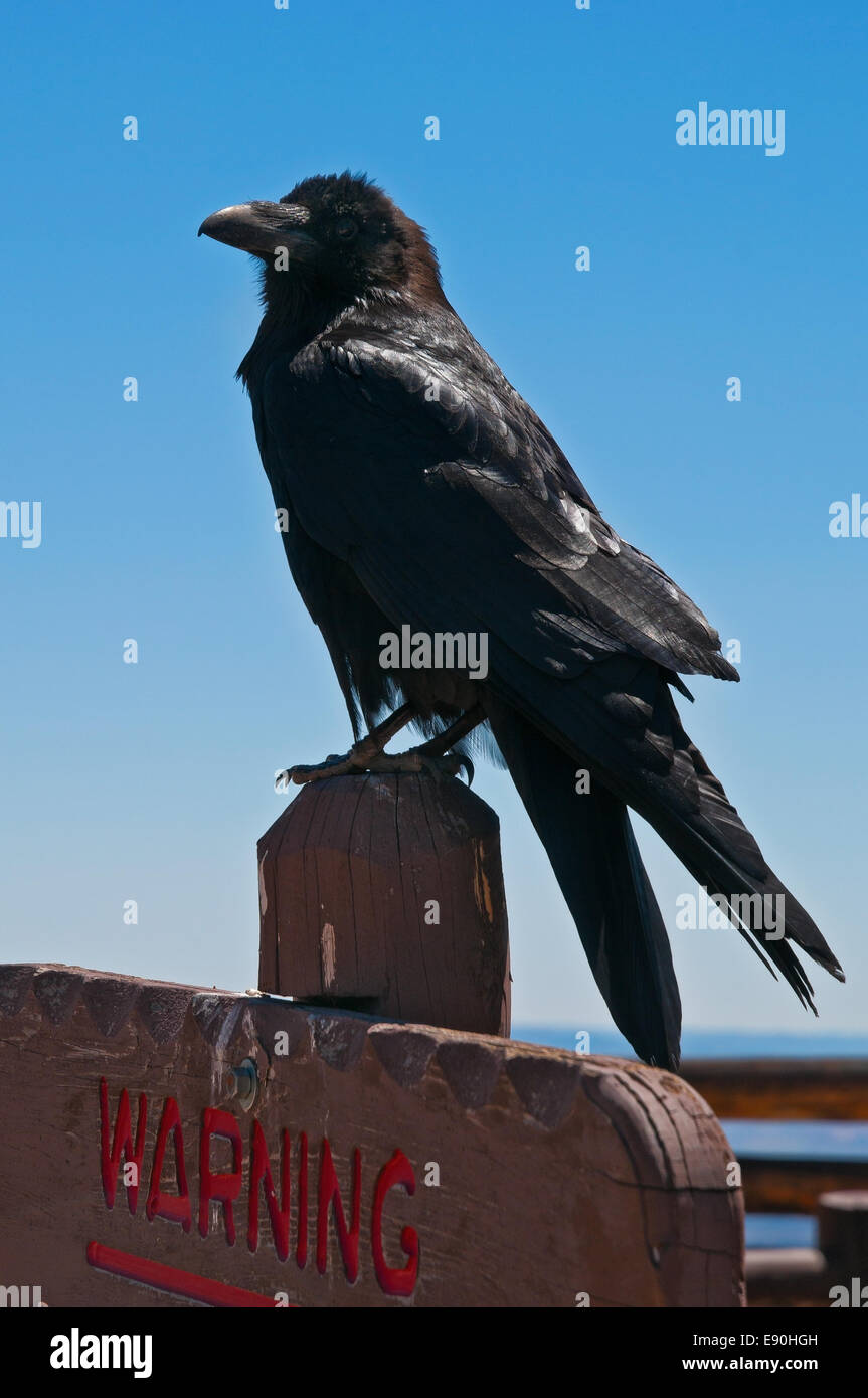 Raven claw hi-res stock photography and images - Alamy